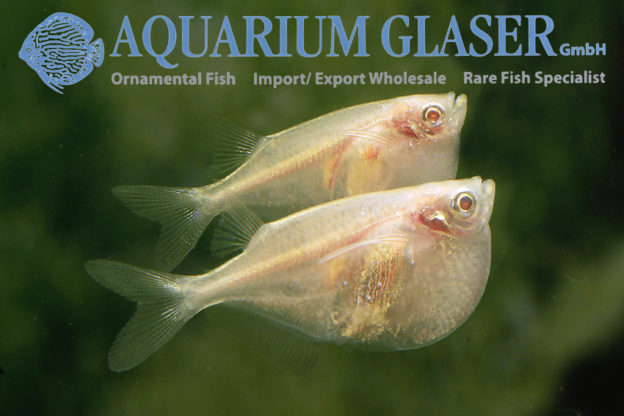 09. Salmlerverwandte - Aquarium Glaser GmbH