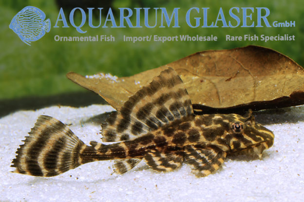 Glyptoperichthys parnaibae - Aquarium Glaser GmbH