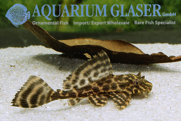 Glyptoperichthys parnaibae - Aquarium Glaser GmbH