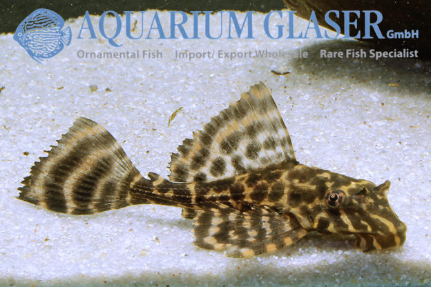 Glyptoperichthys parnaibae - Aquarium Glaser GmbH