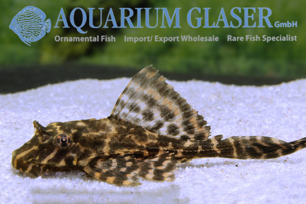 Glyptoperichthys parnaibae - Aquarium Glaser GmbH