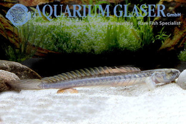 Gobioides broussonnetii - Aquarium Glaser GmbH