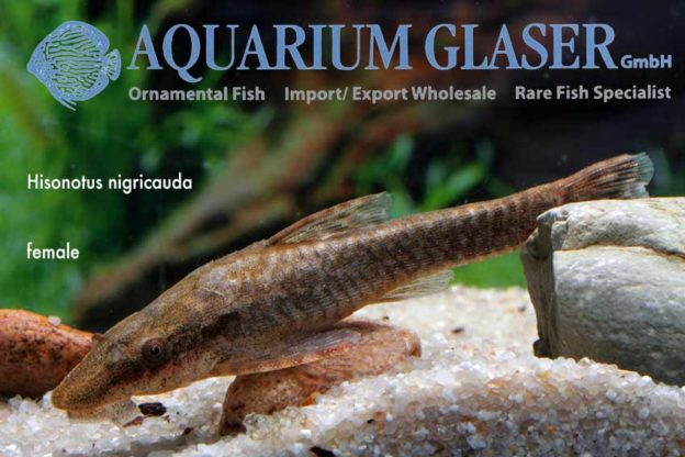 Three rare catfish-species from Paraguay - Aquarium Glaser GmbH