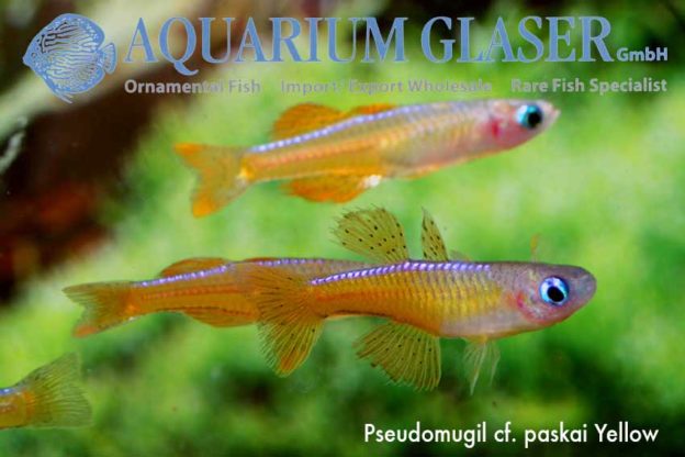 Pseudomugil luminatus "Yellow" - Aquarium Glaser GmbH