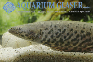 11. Gymnotiformes: Knifefishes of the New World - Aquarium Glaser GmbH