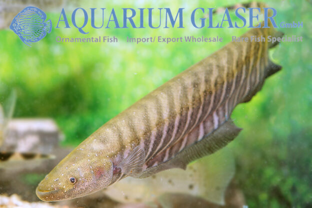Gymnotus carapo occidentalis - Aquarium Glaser GmbH