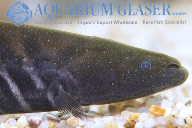Gymnotus carapo occidentalis - Aquarium Glaser GmbH