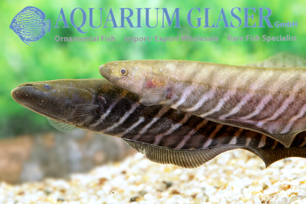 11. Gymnotiformes: Knifefishes of the New World - Aquarium Glaser GmbH