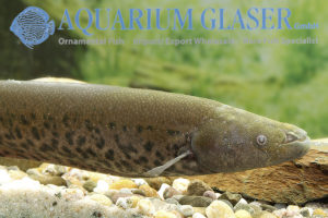 11. Gymnotiformes: Knifefishes of the New World - Aquarium Glaser GmbH