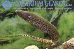 11. Gymnotiformes: Knifefishes of the New World - Aquarium Glaser GmbH
