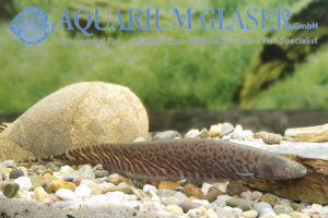 11. Gymnotiformes: Knifefishes of the New World - Aquarium Glaser GmbH