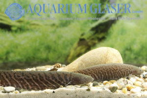11. Gymnotiformes: Knifefishes of the New World - Aquarium Glaser GmbH