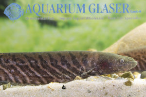 11. Gymnotiformes: Knifefishes of the New World - Aquarium Glaser GmbH