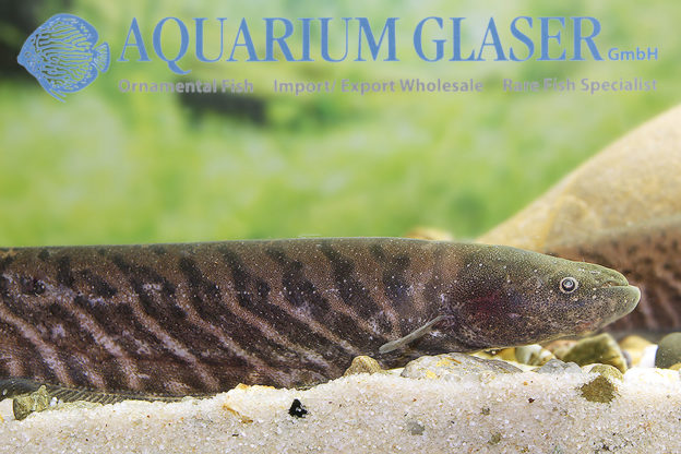 Gymnotus carapo - Aquarium Glaser GmbH