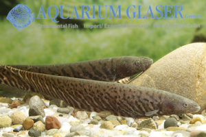 11. Gymnotiformes: Knifefishes of the New World - Aquarium Glaser GmbH