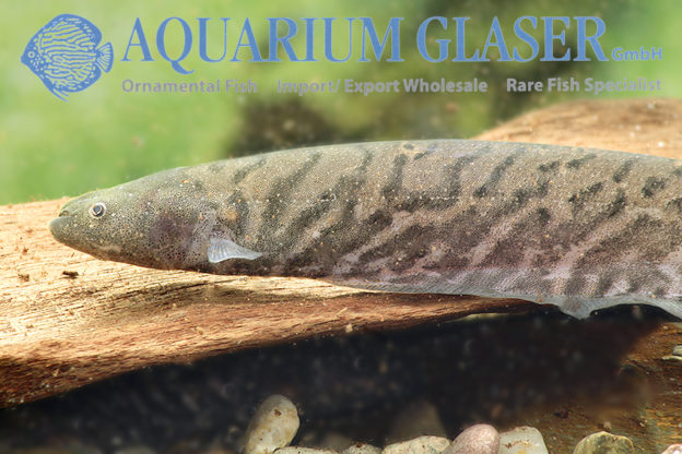 Gymnotus carapo - Aquarium Glaser GmbH