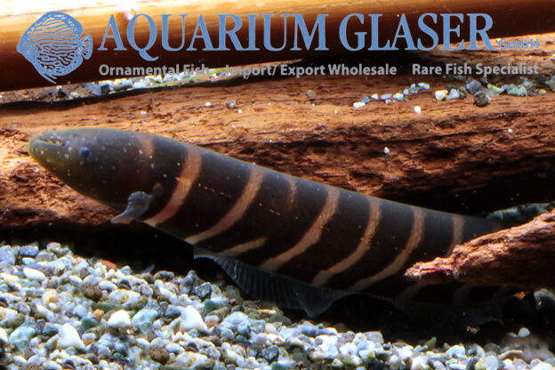 Gymnotus javari - Aquarium Glaser GmbH