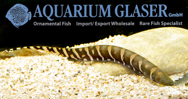 11. Gymnotiformes: Knifefishes of the New World - Aquarium Glaser GmbH