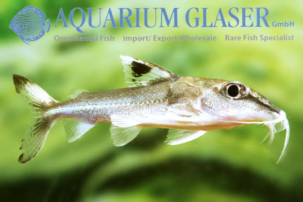 Hassar orestis - Aquarium Glaser GmbH