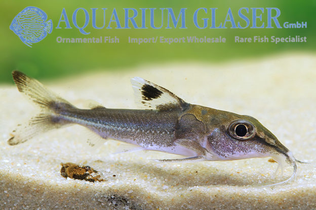 Hassar orestis - Aquarium Glaser GmbH
