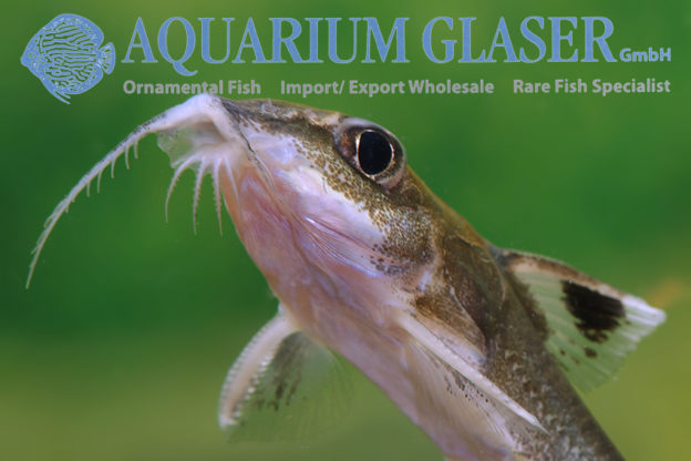 Hassar orestis - Aquarium Glaser GmbH