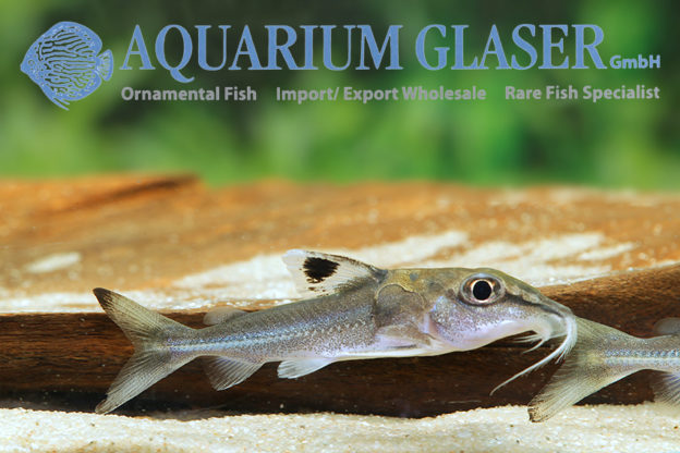 Hassar orestis - Aquarium Glaser GmbH