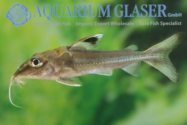 Hassar orestis - Aquarium Glaser GmbH