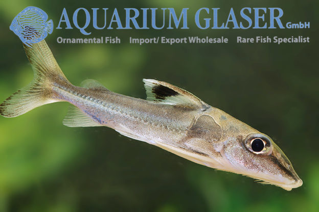 Hassar orestis - Aquarium Glaser GmbH