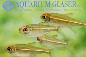 Hemigrammus - Aquarium Glaser GmbH