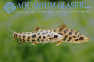 Leporinus sp. "Strawberry" Bred - Aquarium Glaser GmbH