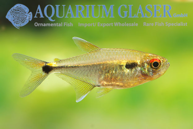 Hemigrammus luelingi - Aquarium Glaser GmbH