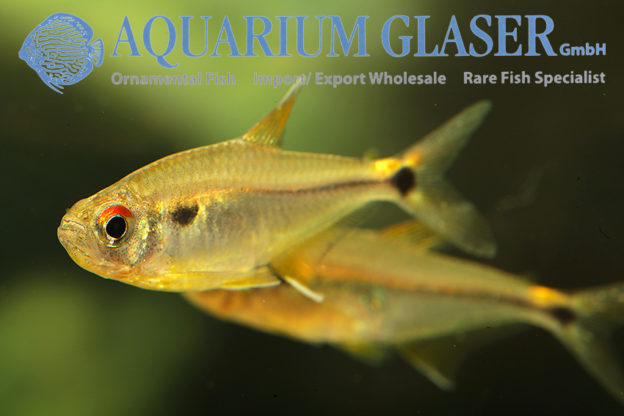 Hemigrammus luelingi - Aquarium Glaser GmbH
