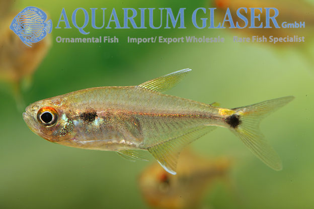 Hemigrammus luelingi - Aquarium Glaser GmbH