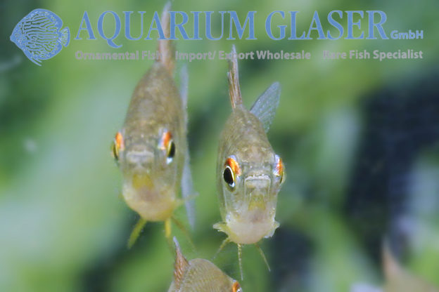 Hemigrammus pulcher - Aquarium Glaser GmbH