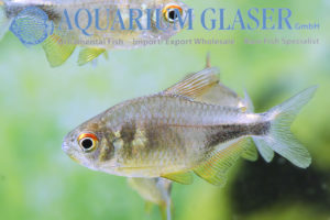 Hemigrammus pulcher - Aquarium Glaser GmbH