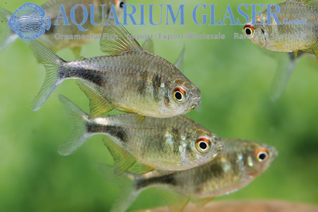 Hemigrammus pulcher - Aquarium Glaser GmbH