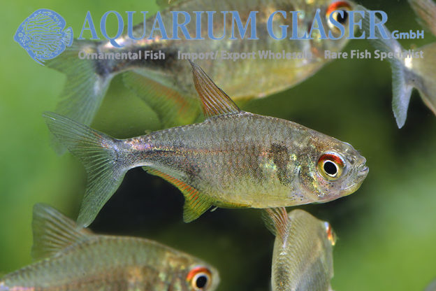Hemigrammus pulcher - Aquarium Glaser GmbH