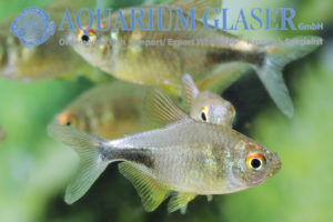 Hemigrammus pulcher - Aquarium Glaser GmbH