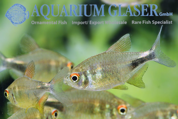 Hemigrammus pulcher - Aquarium Glaser GmbH