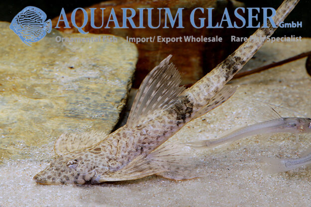 Rineloricaria formosa ( = Hemiloricaria f.) - Aquarium Glaser GmbH
