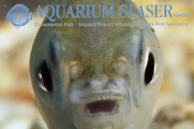 Hemiodus immaculatus - Aquarium Glaser GmbH