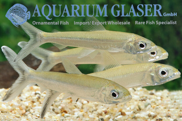 Hemiodus immaculatus - Aquarium Glaser GmbH