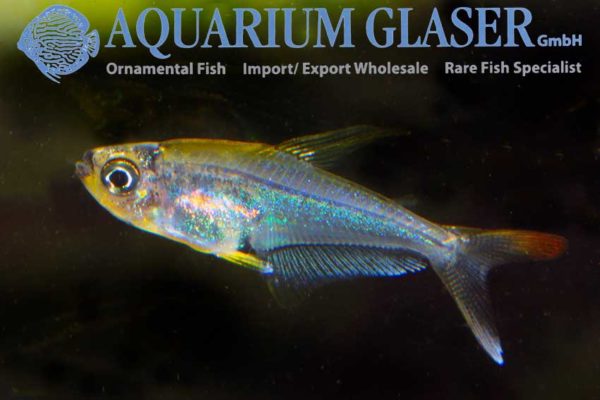 09. Characoids: tetra relationship - Page 3 of 5 - Aquarium Glaser GmbH