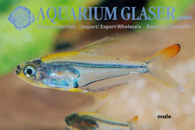 09. Characoids: tetra relationship - Page 4 of 5 - Aquarium Glaser GmbH
