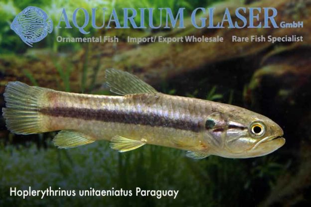 A new Erythrinus! - Aquarium Glaser GmbH