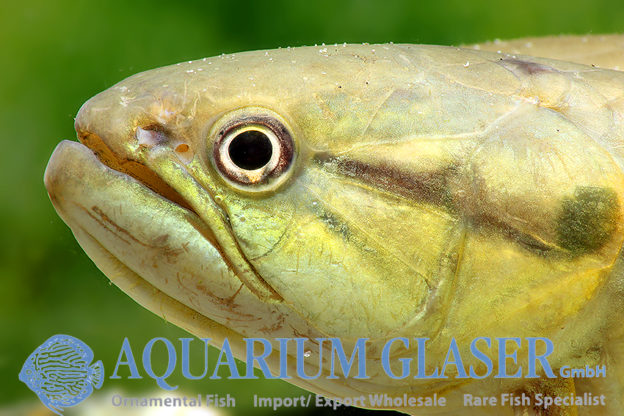 Hoplerythrinus unitaeniatus "Orinoco" - Aquarium Glaser GmbH