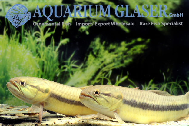 Hoplerythrinus unitaeniatus "Orinoco" - Aquarium Glaser GmbH