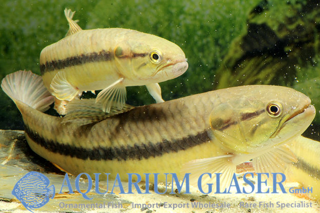 Hoplerythrinus unitaeniatus "Orinoco" - Aquarium Glaser GmbH