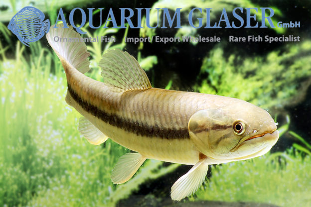 Hoplerythrinus unitaeniatus "Orinoco" - Aquarium Glaser GmbH