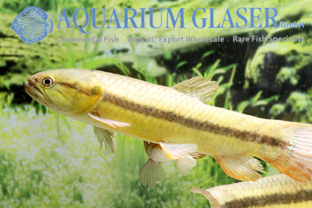 Hoplerythrinus unitaeniatus "Orinoco" - Aquarium Glaser GmbH